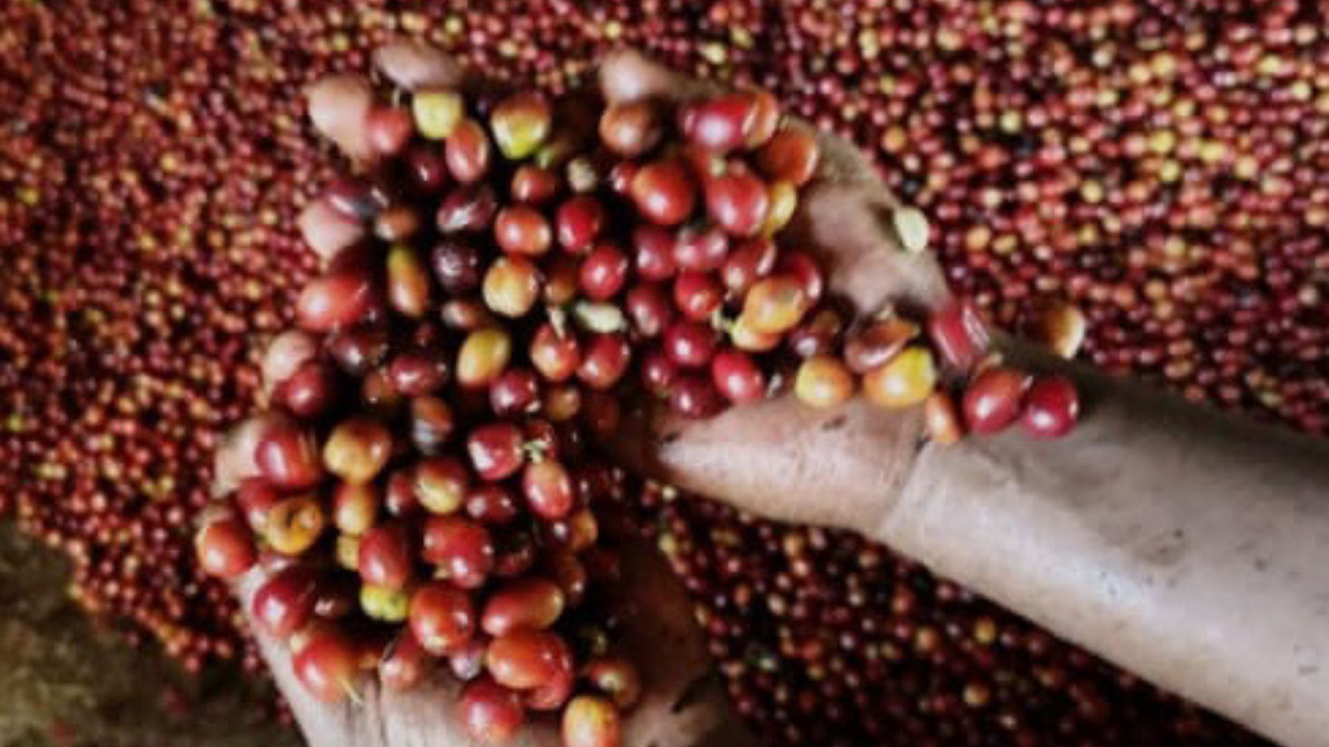 Kenyan Coffee Market Nets KSh 1.4 Billion in Weekly Auction, Highlighting Sector Growth ...